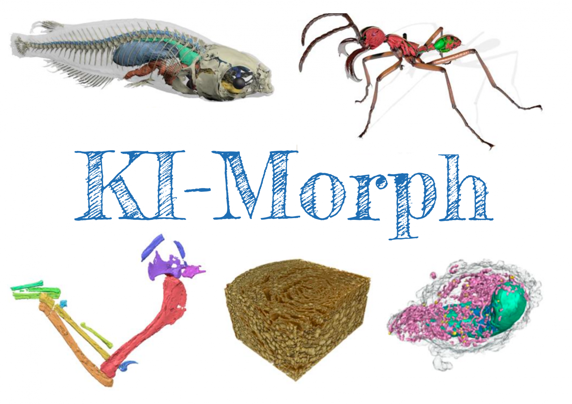 KI-Morph – Petabyte-scale image analysis - HITS gGmbH
