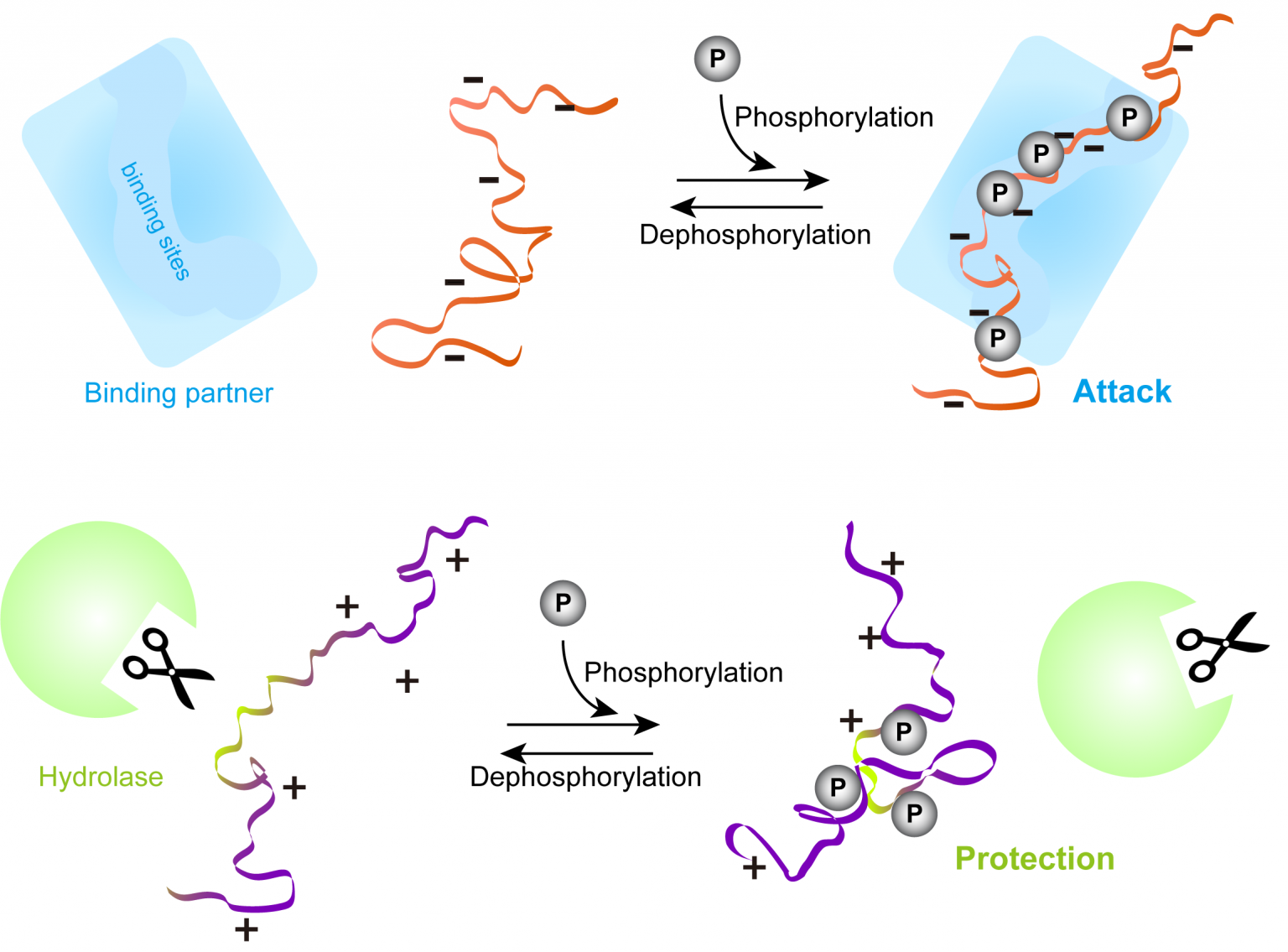Intrinsically disordered Proteins - HITS