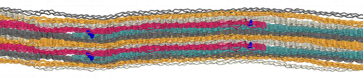 Build your collagen fibril! - HITS