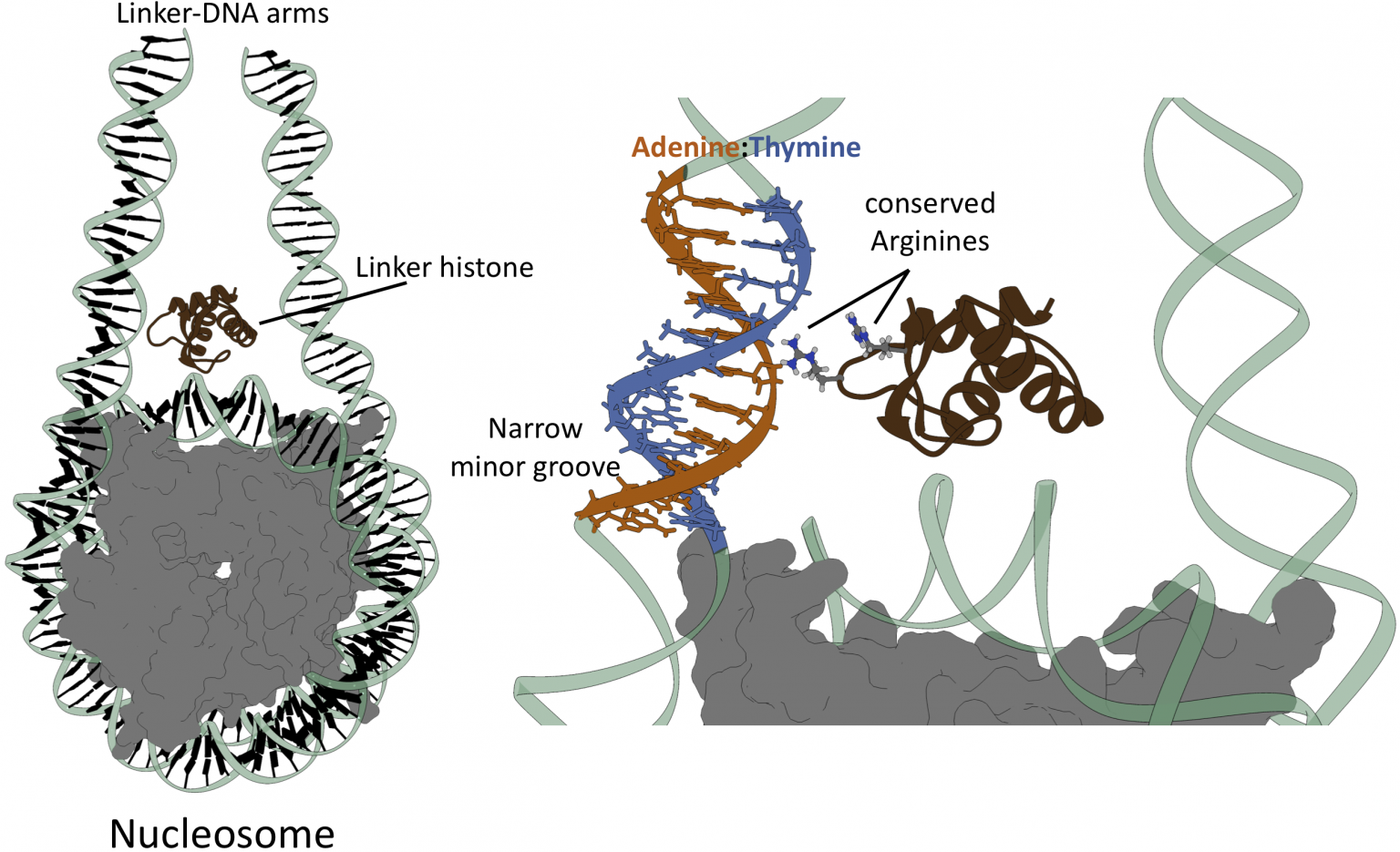 It’s in the DNA: sequence recognition by the linker histone - HITS