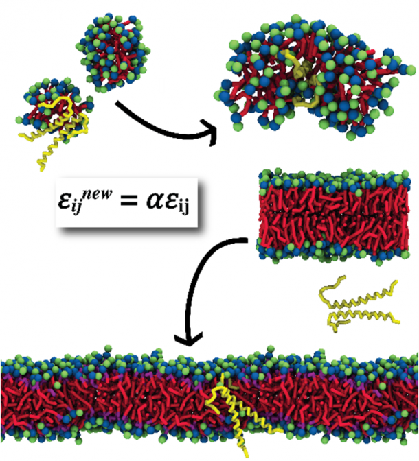 Simulation of transmembrane proteins in lipid environments: not always ...