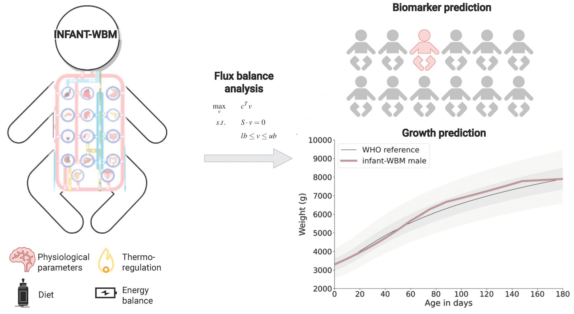 Digital babies created to improve infant healthcare - HITS