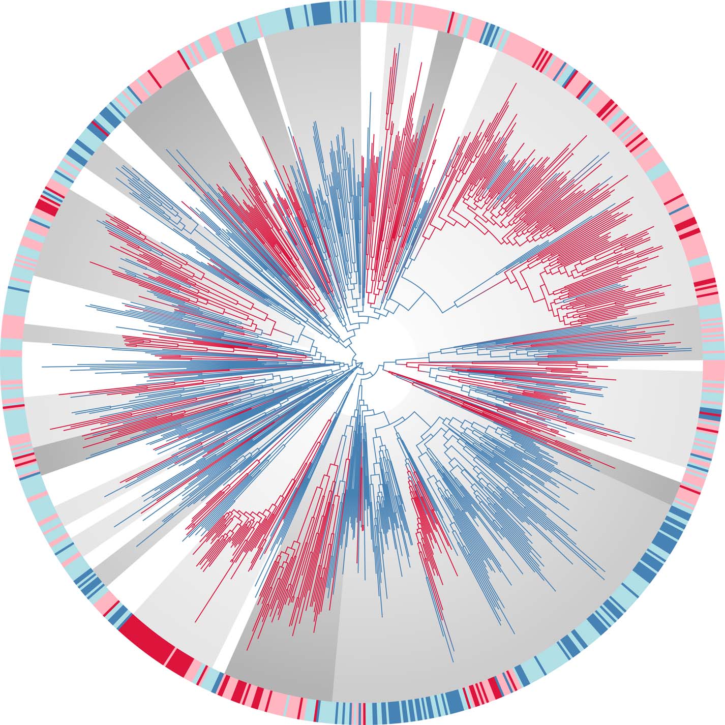 Exploring the history of bacteria evolution - HITS